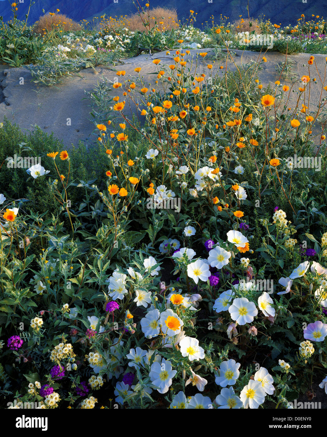 Desert Wildflowers in Spring Stock Photo - Alamy