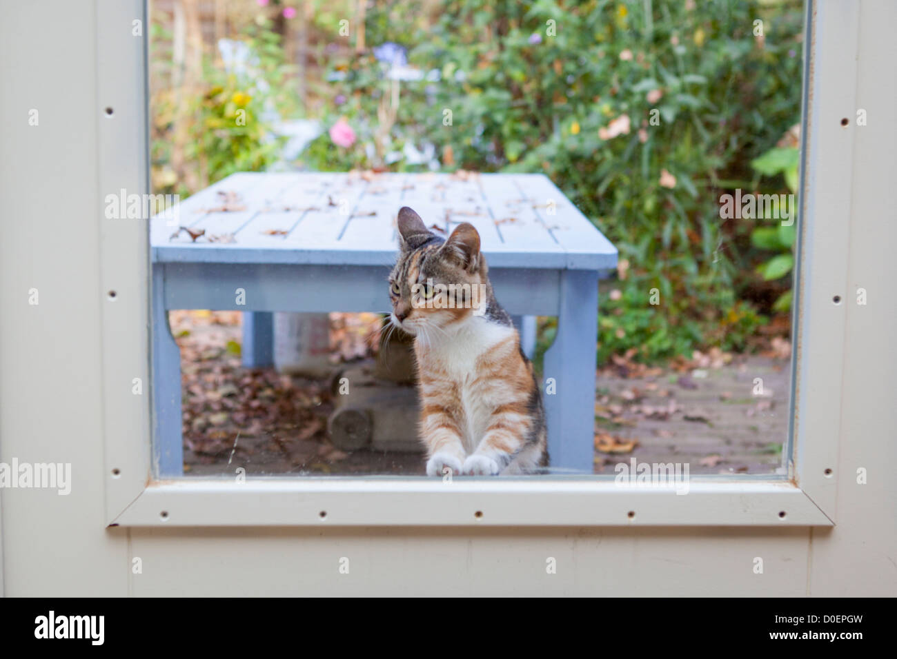 Cat looking inside through window Stock Photo - Alamy
