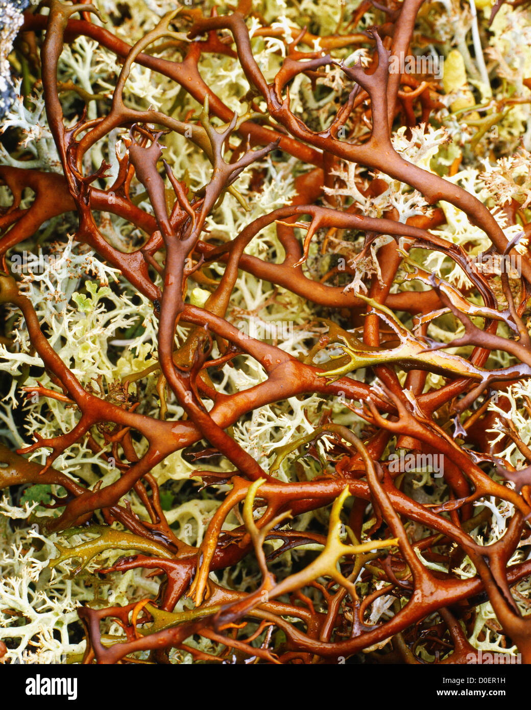 Detail of a Lichen Pattern Stock Photo - Alamy