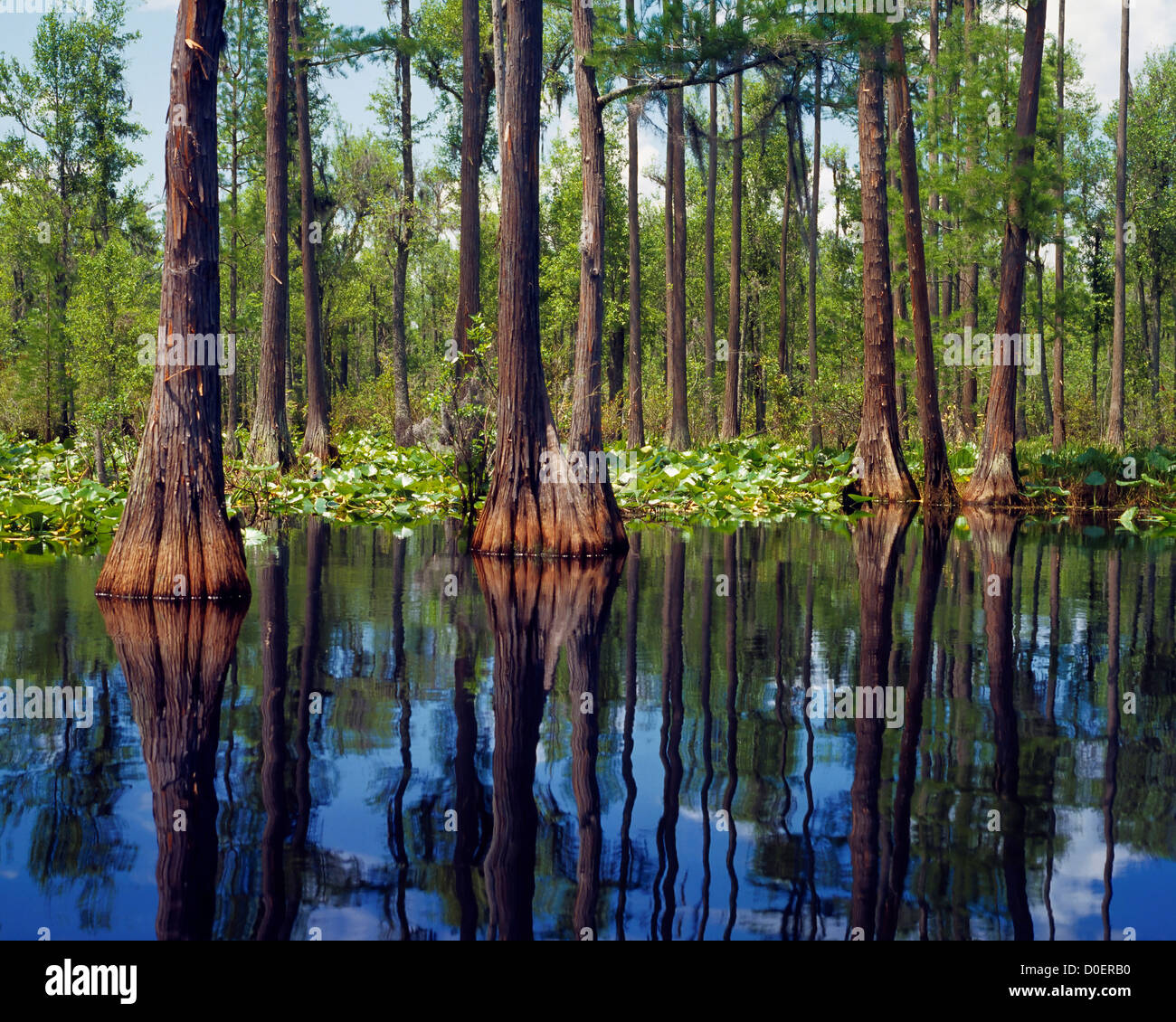 A Healthy Swamp Ecosystem Stock Photo - Alamy