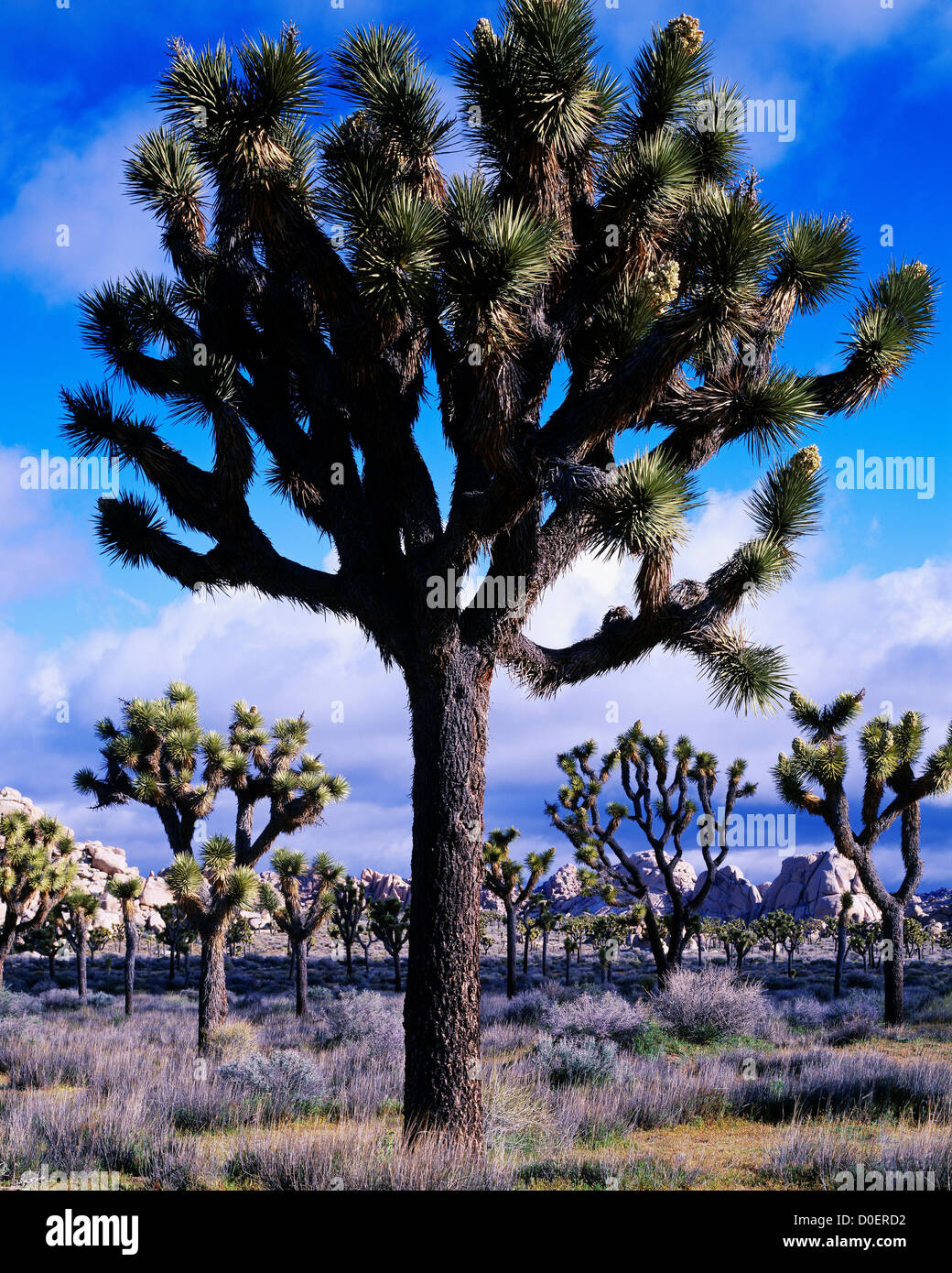 A Healthy Joshua Tree Stock Photo - Alamy