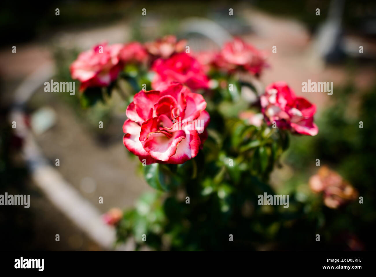 Bon bon roses hi-res stock photography and images - Alamy