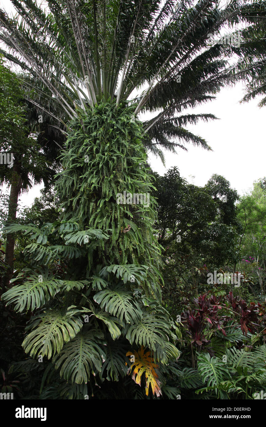 Palm Tree and Fern - Costa Rica Stock Photo - Alamy