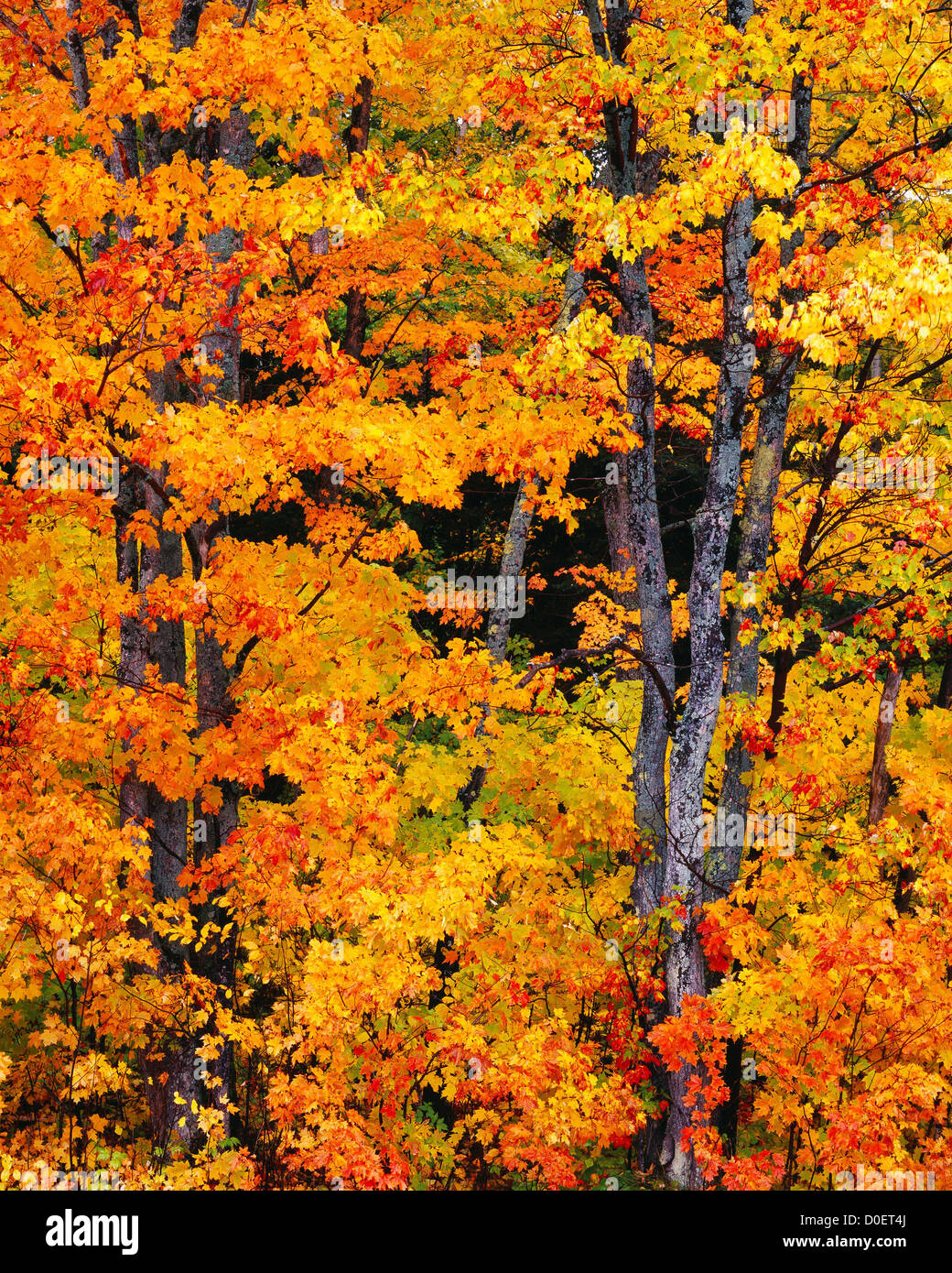Sugar Maples in Autumn Stock Photo - Alamy