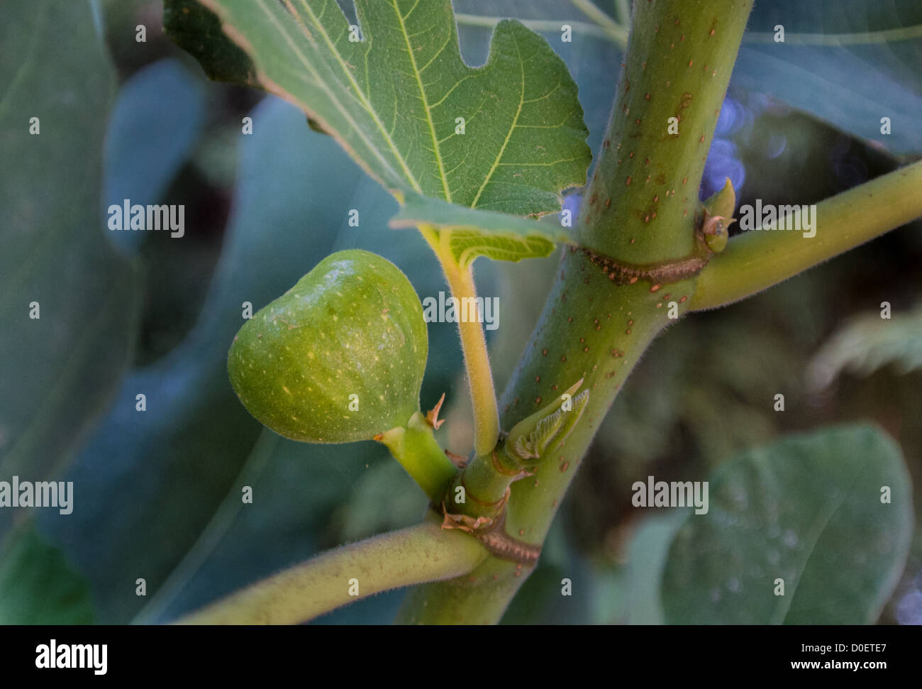 fruit on fig tree Stock Photo - Alamy
