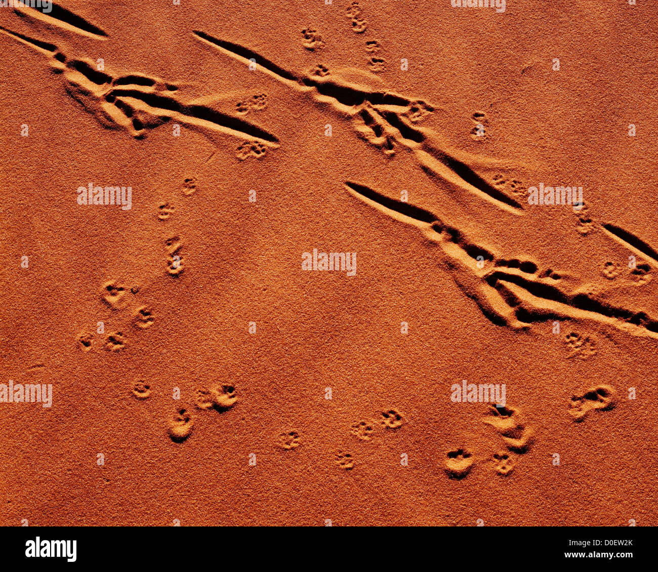 Raven tracks hi-res stock photography and images - Alamy