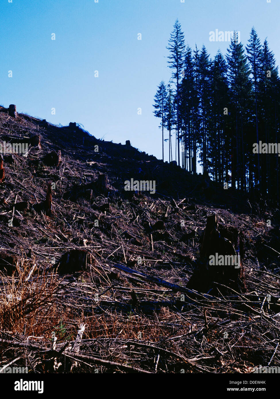 Clear cut hi-res stock photography and images - Alamy