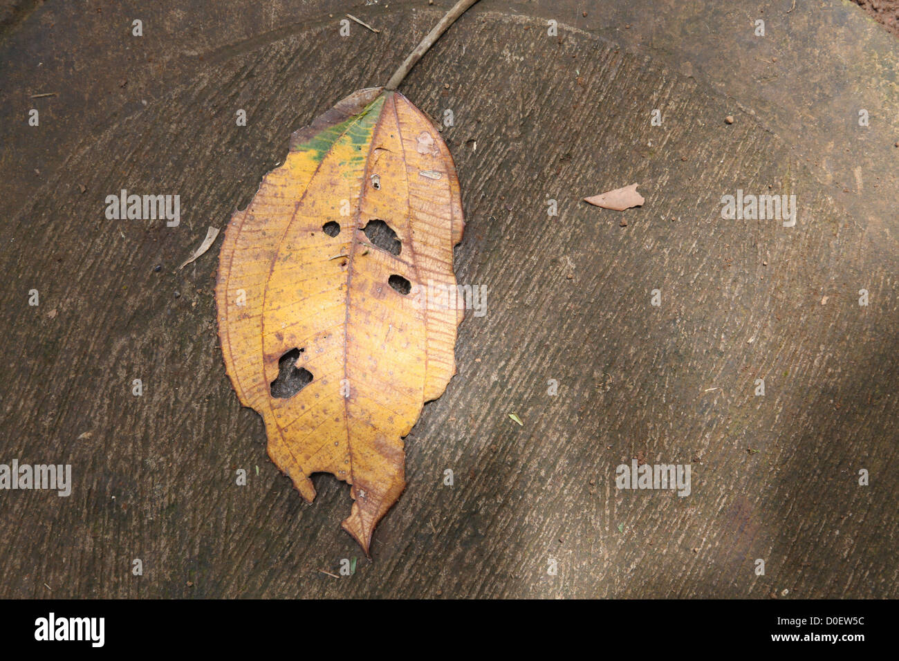 Decomposing leaf hi-res stock photography and images - Alamy