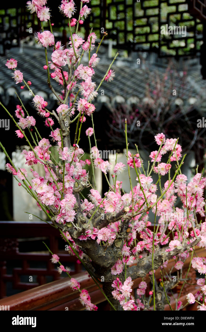 China, Shanghai. Ming dynasty 16th century Yu Yuan Gardens, pink spring ...