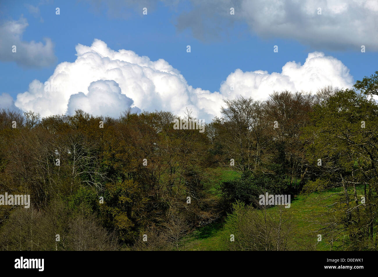 A big cloud over a grove (cumulus), Valley of the Varenne river, Orne ...