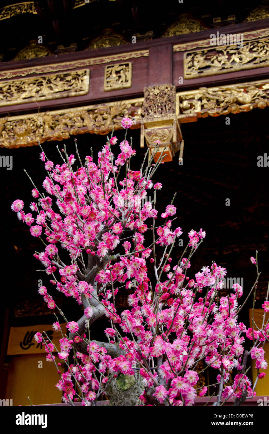 China, Shanghai. Ming dynasty 16th century Yu Yuan Gardens, pink spring ...