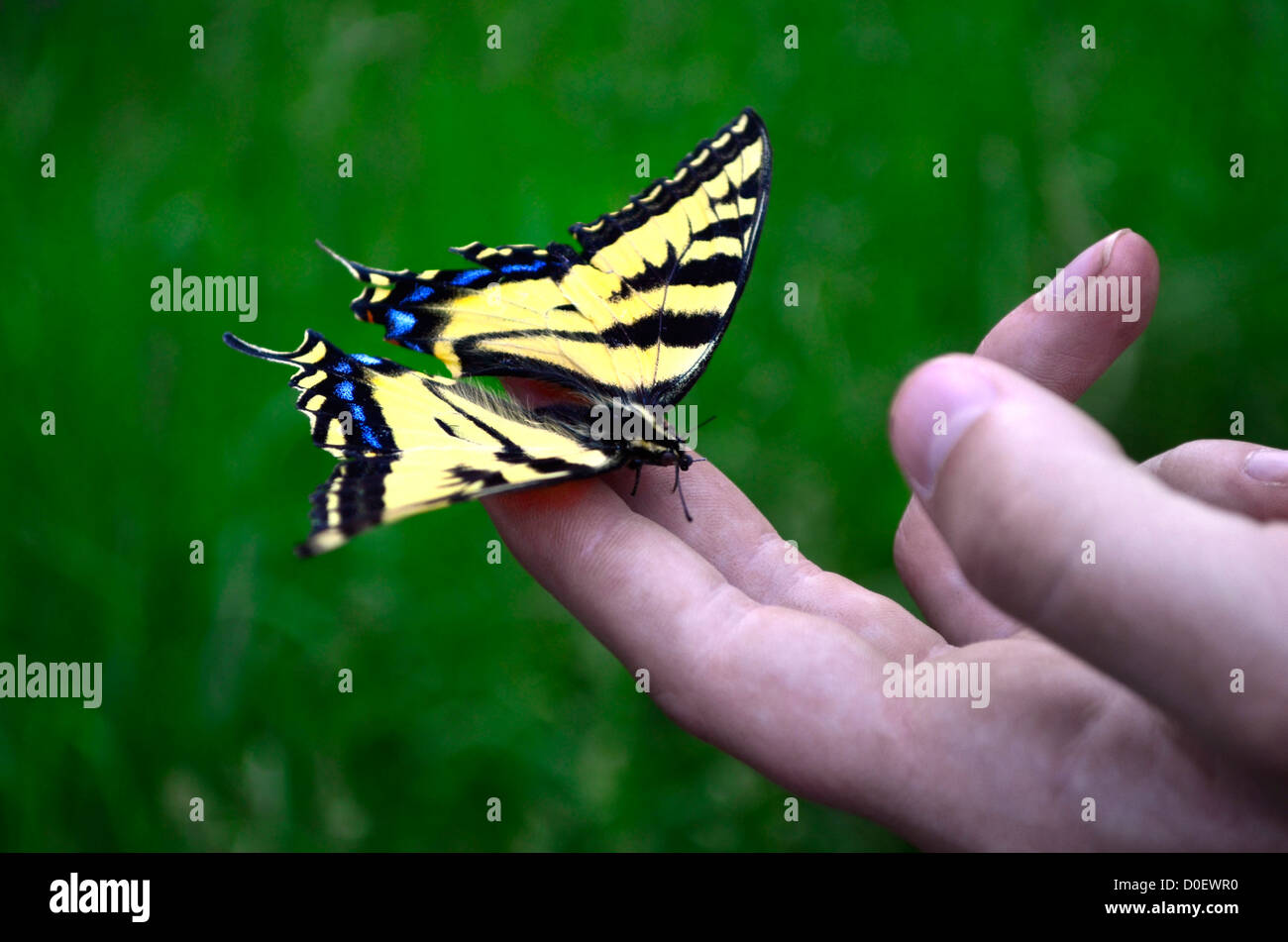 Yellow monarch butterfly landing on persons fingers Stock Photo - Alamy