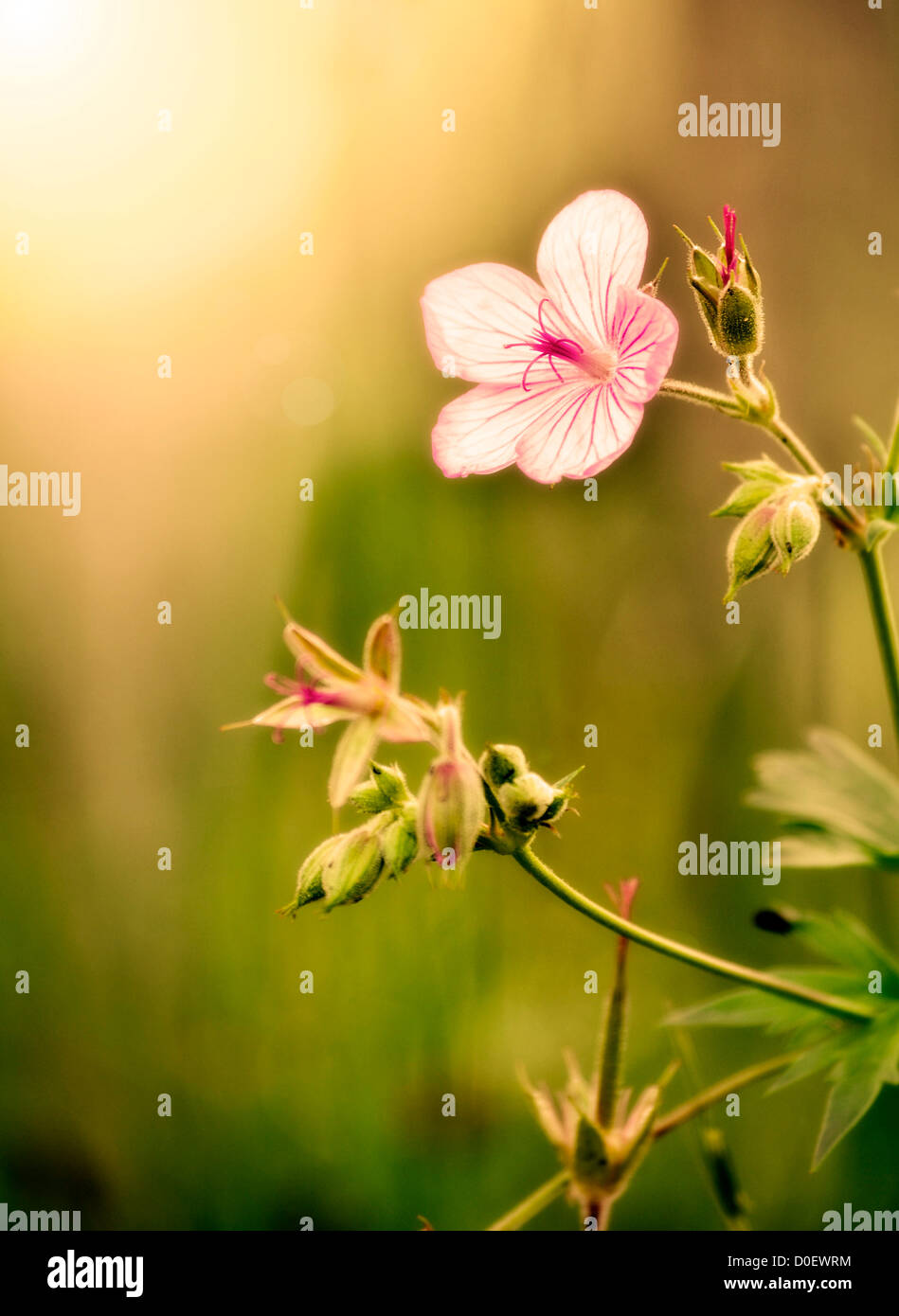 Closeup of flower with dramatic early morning light Stock Photo - Alamy