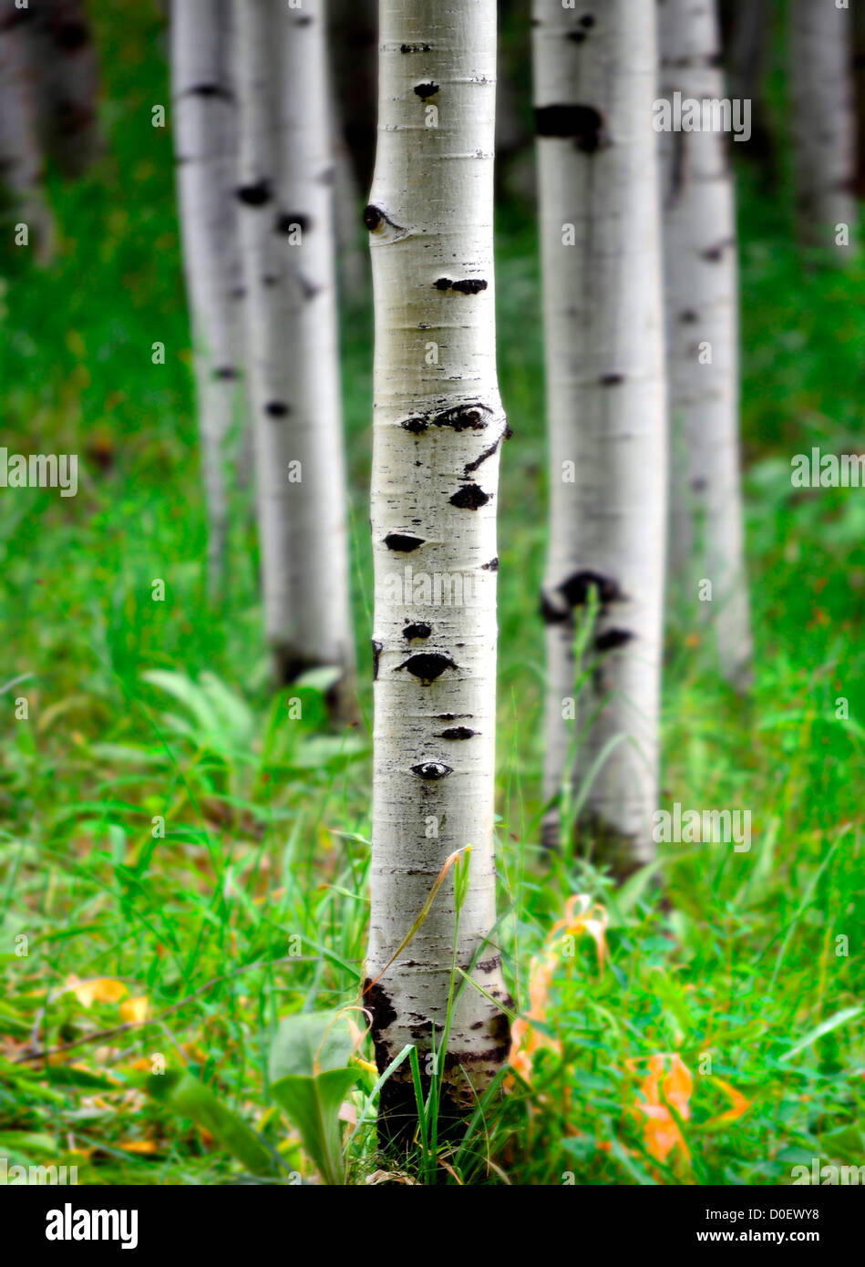 Detail of several aspen birch trees with green summer leaves Stock ...