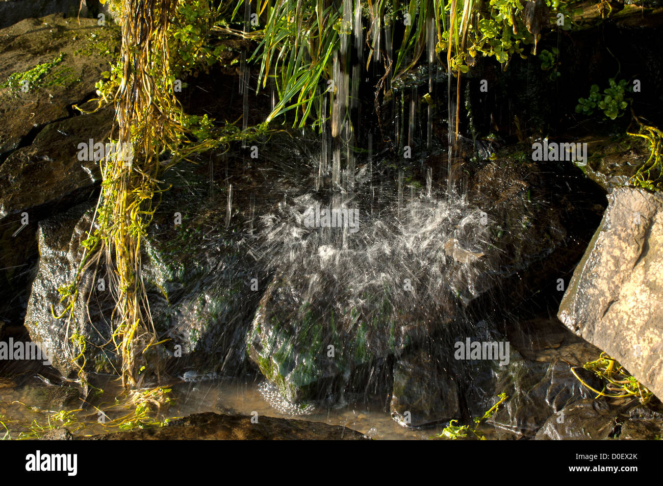 Plants rocks water hi-res stock photography and images - Alamy