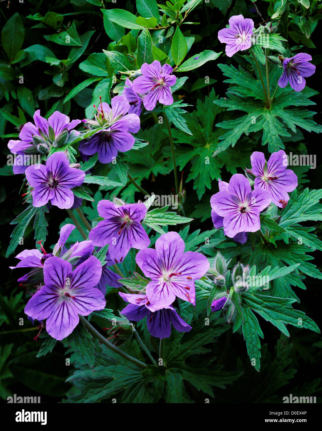 Wild Geranium, Blooming in Denali National Park Stock Photo - Alamy