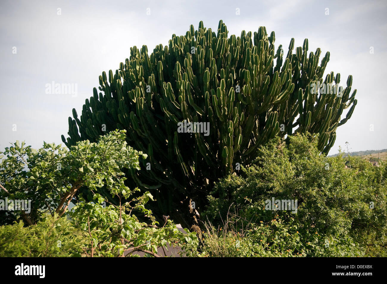 Zulu sangoma kwazulu natal south hi-res stock photography and images ...