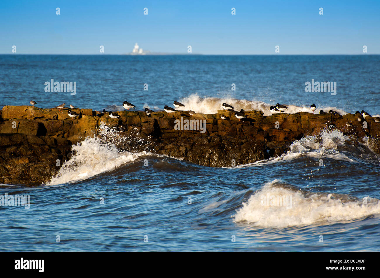 Basking birds hi-res stock photography and images - Alamy