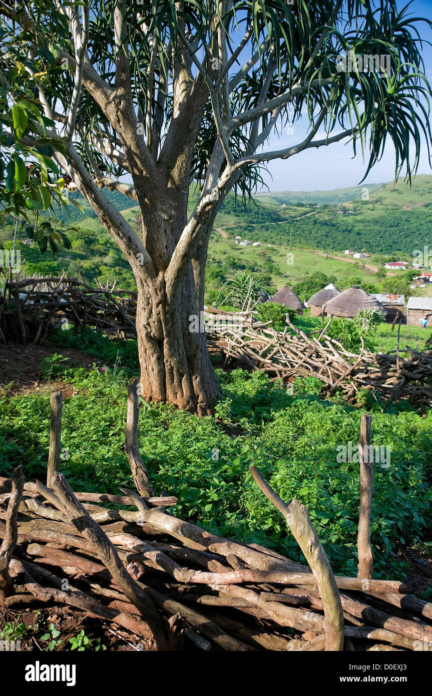 Visitors to the typical Zulu homestead in KwaZulu Natal, South Africa ...