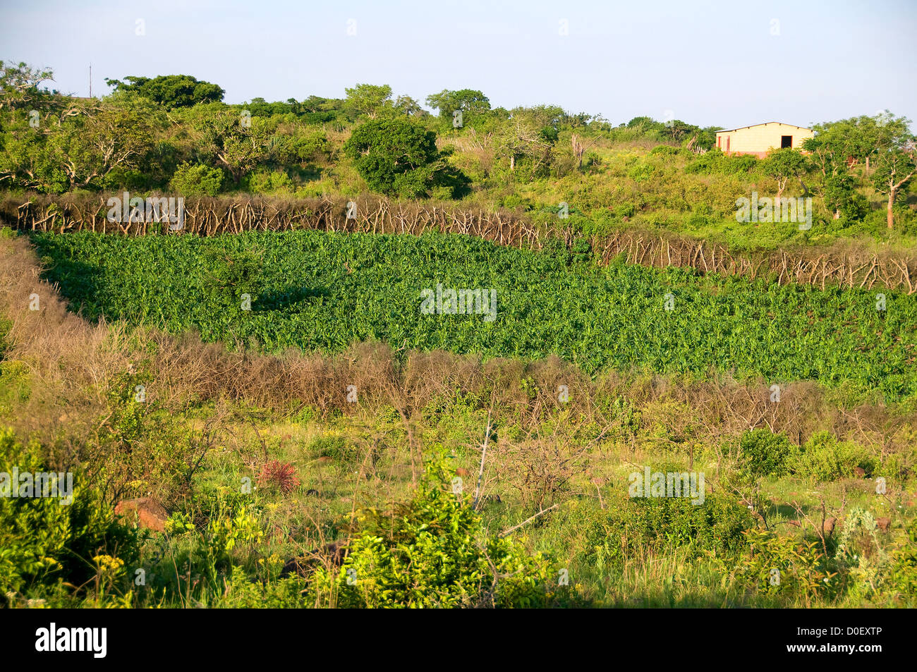 Sangoma Zulu High Resolution Stock Photography and Images - Alamy