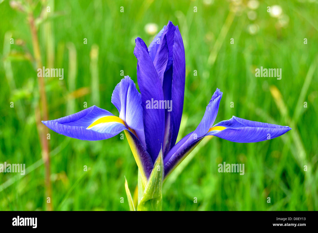 Reticulated iris (Iris reticulata) in bloom in a garden, in may ...