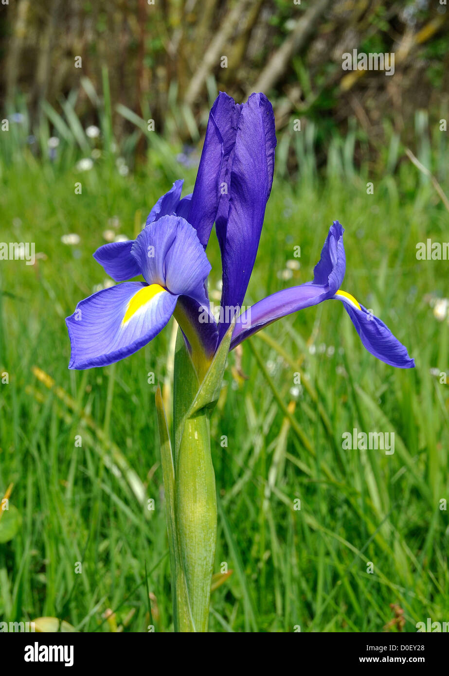 Reticulated iris (Iris reticulata) in bloom in a garden, in may ...