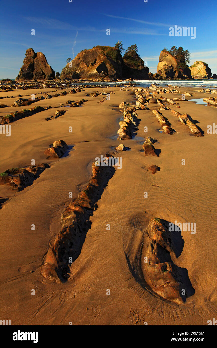 Seastacks and rocks at Point of the Arches, Shi-Shi Beach, Olympic ...