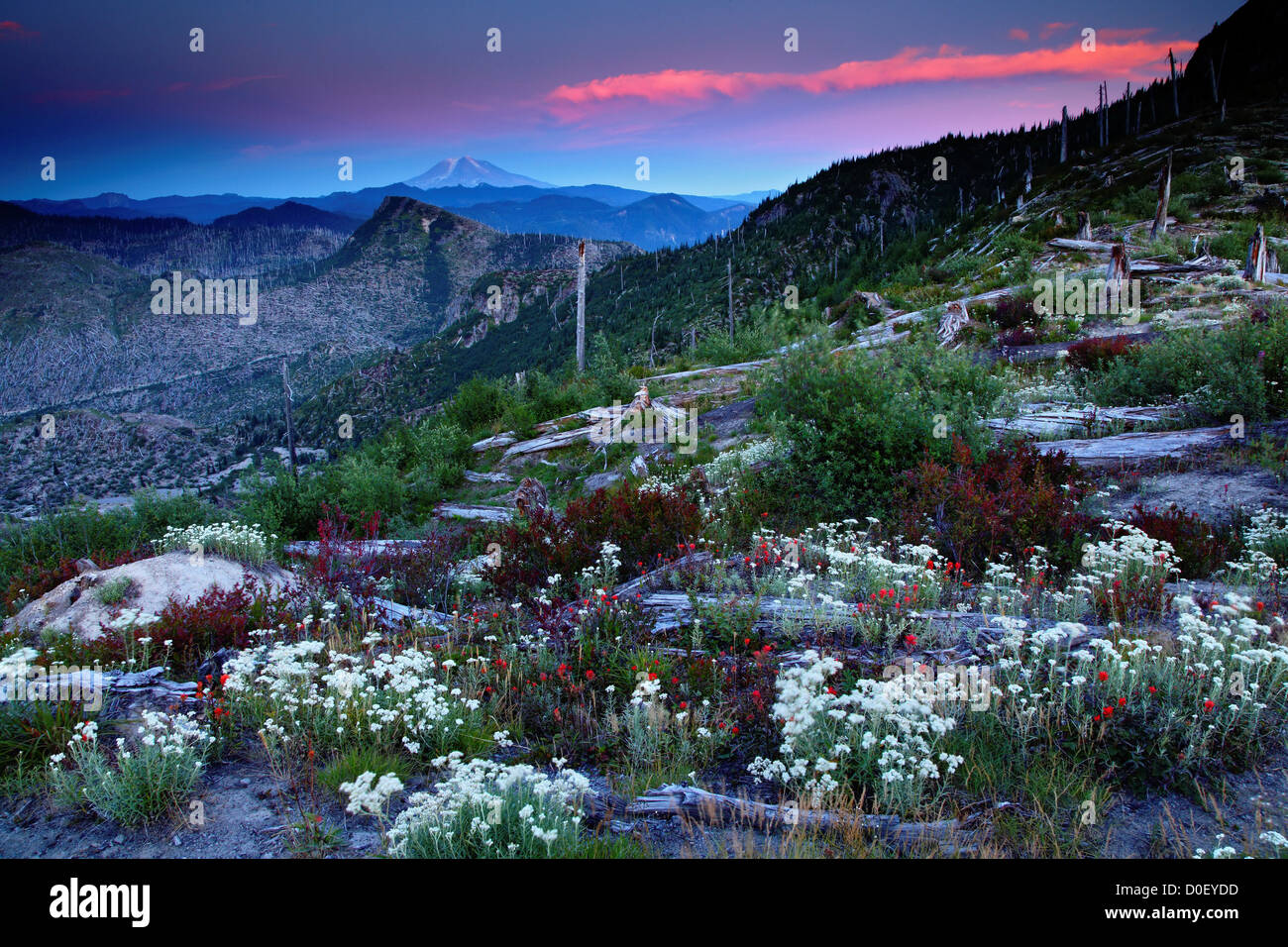 A sunset Mount Adams on horizon on Norway Pass wildflowers Mount St ...