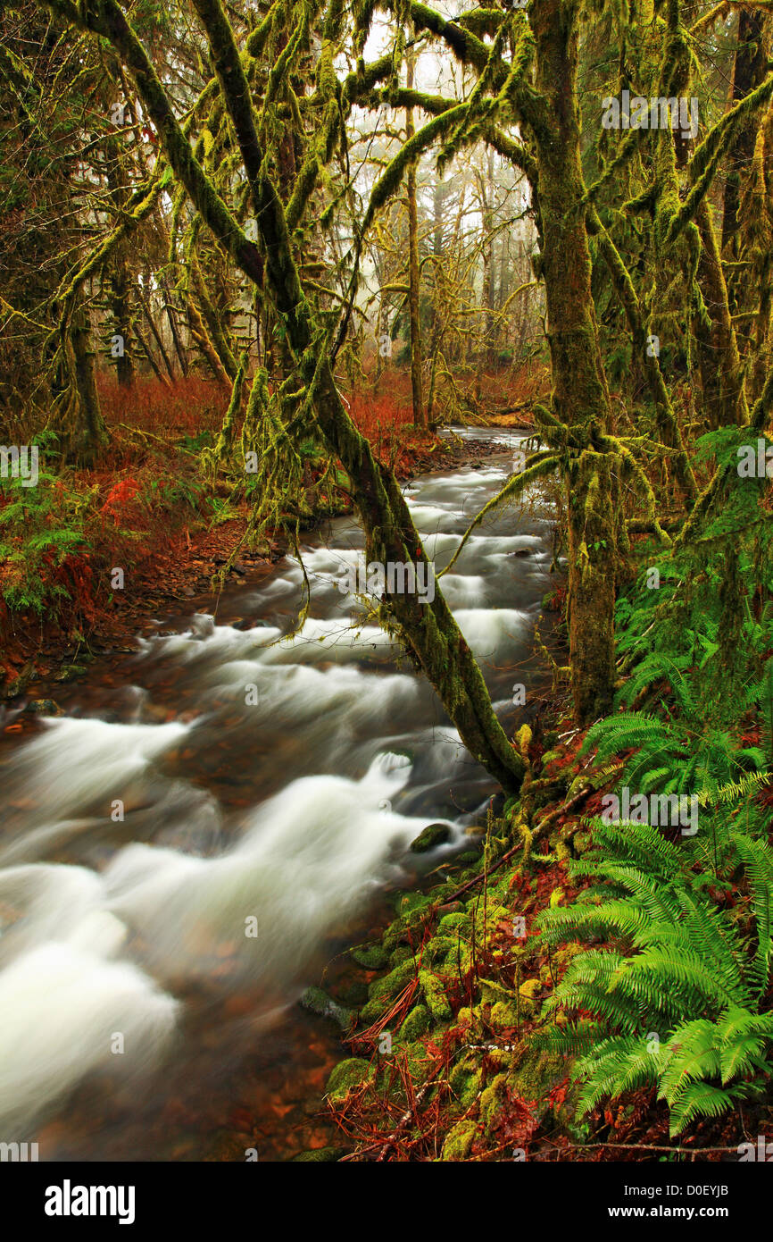 Clatsop state forest, hi-res stock photography and images - Alamy