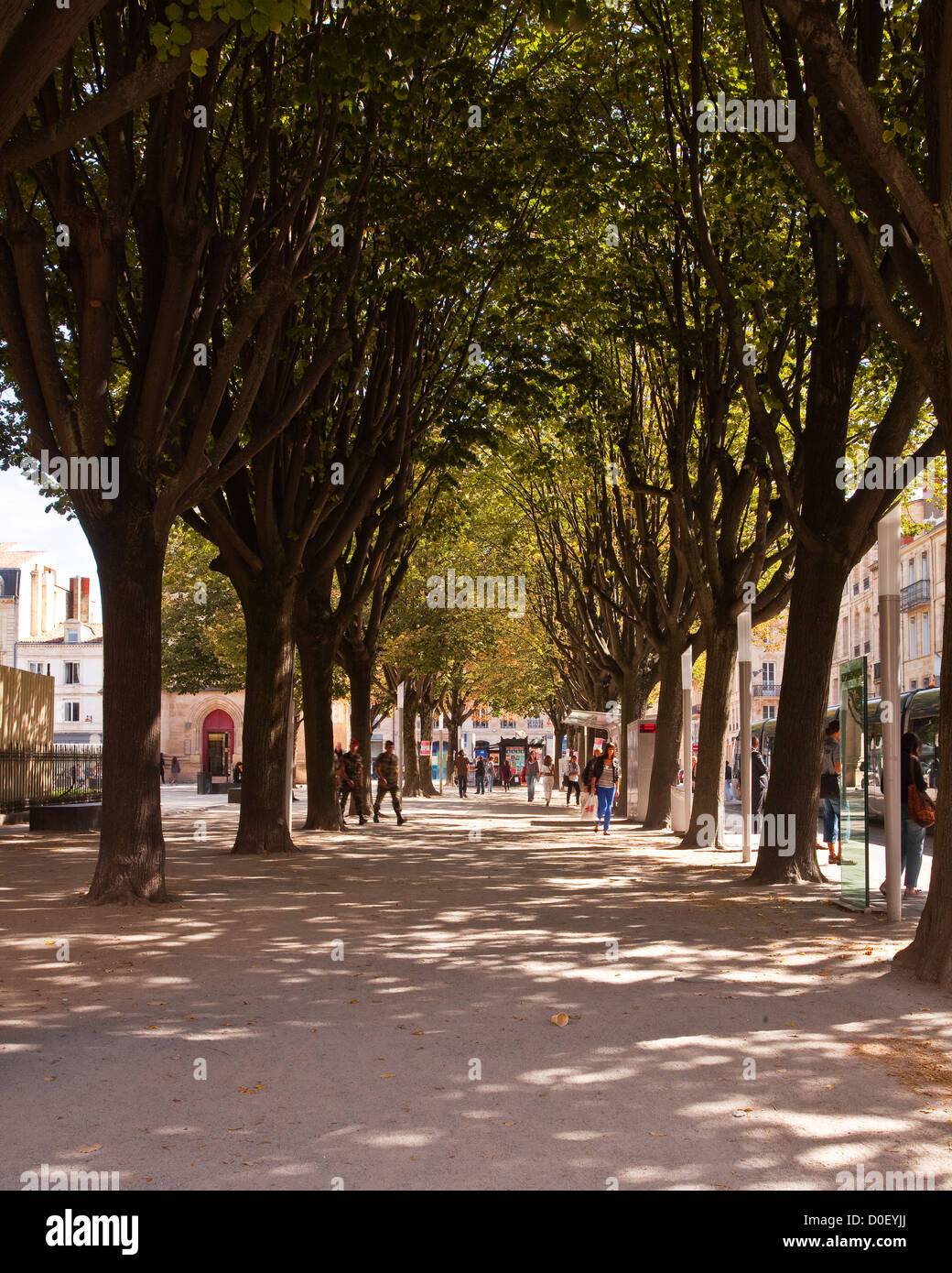 An avenue of trees in the centre of Bordeaux, France Stock Photo - Alamy