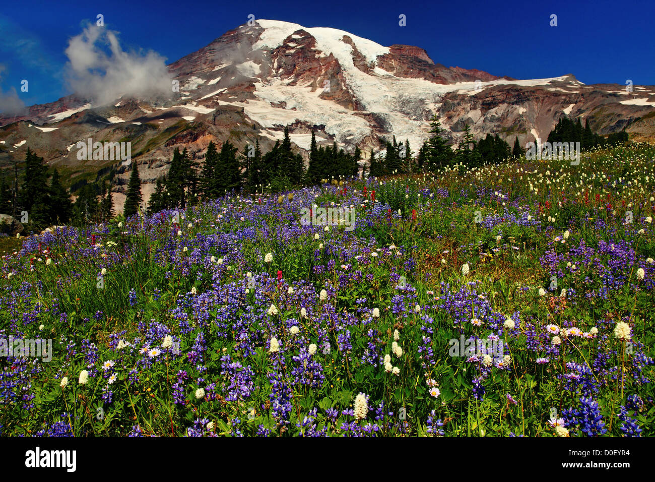 Lupine and other wildflowers and Mount Rainier, at Paradise Meadows ...
