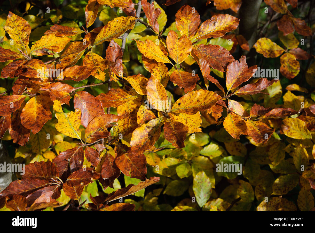 forest with autumn colors in Liguria Stock Photo - Alamy