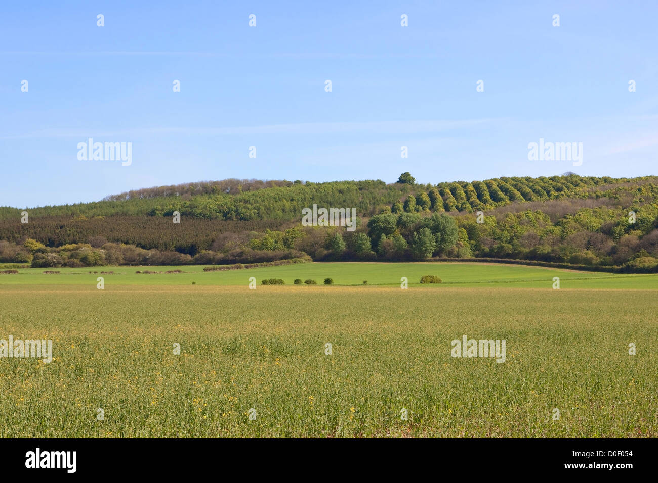 English plantations hi-res stock photography and images - Alamy