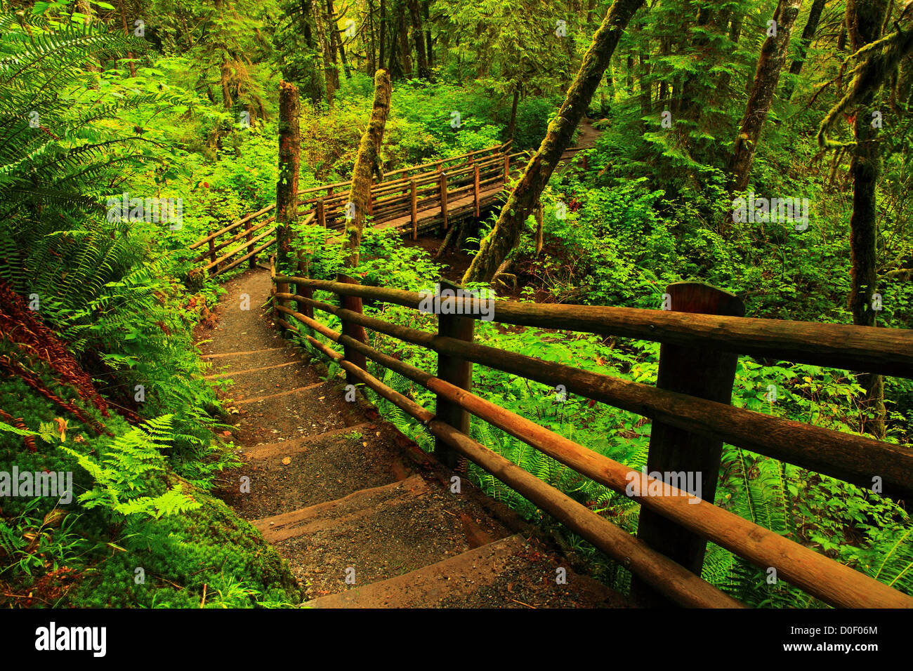 A wooden trail of steps and railing through a lush green forest in ...