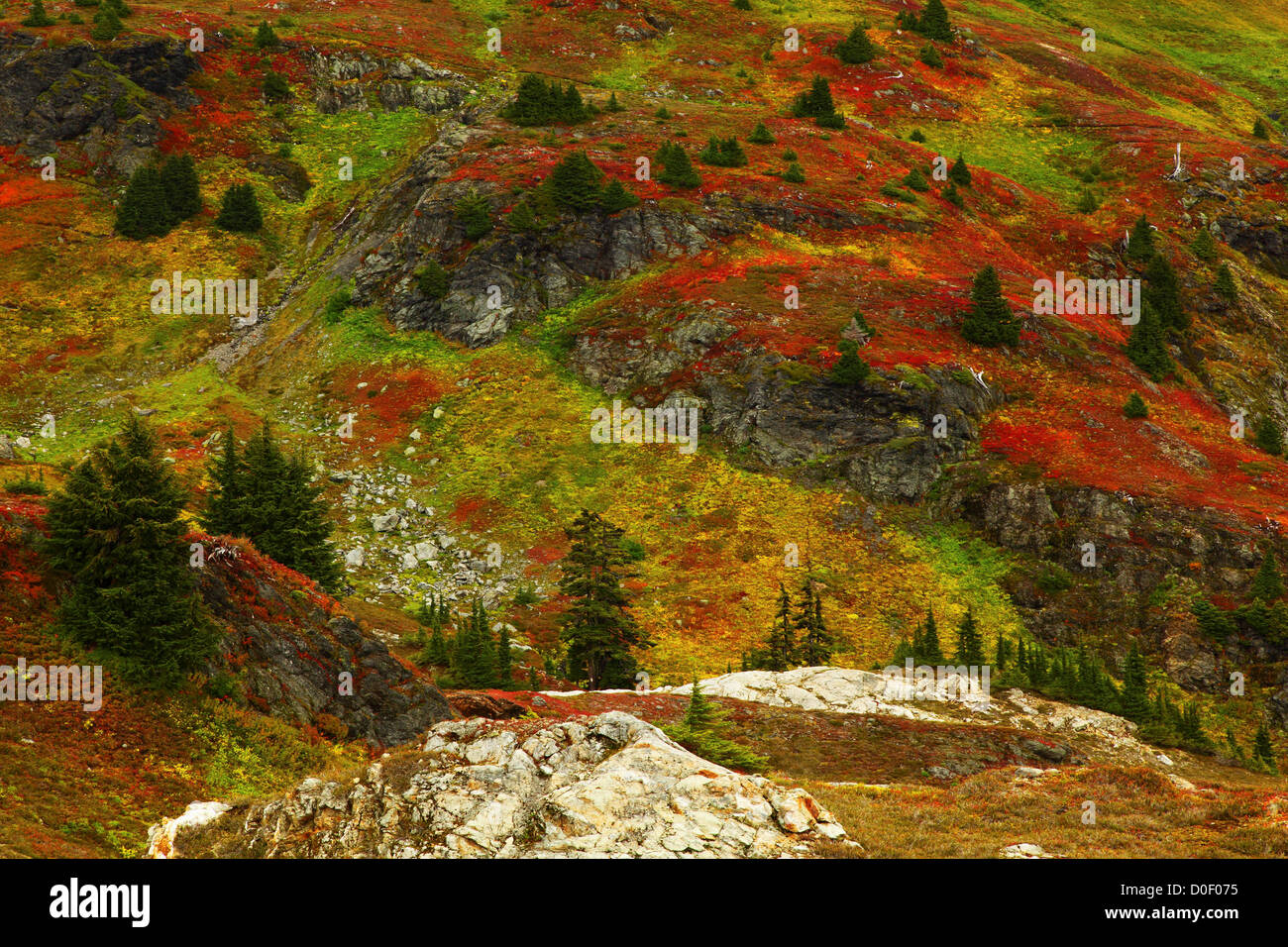 Fall color in the groundcover on Yellow Aster Butte, Mount Baker ...