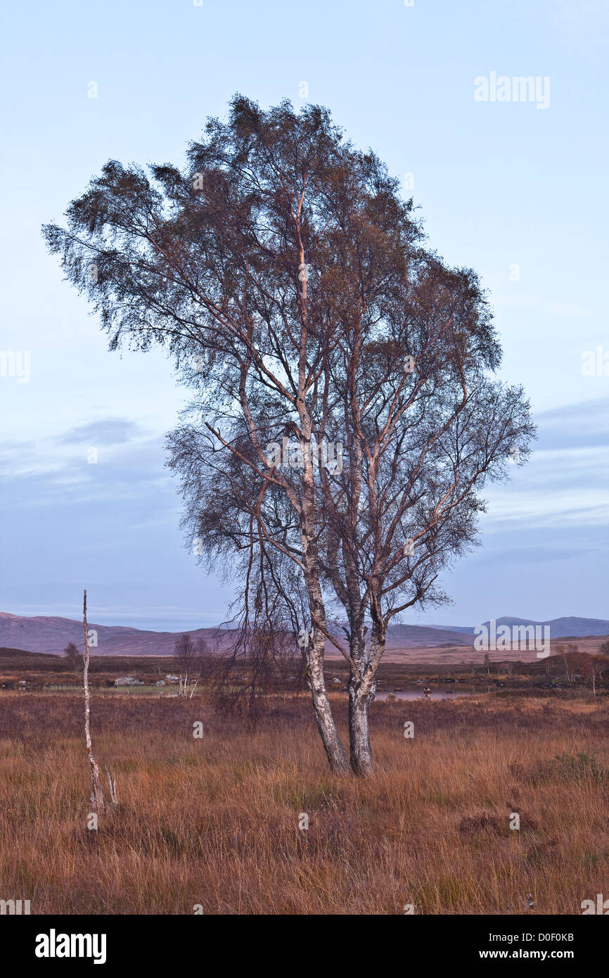 Silver birch tree moor hi-res stock photography and images - Alamy
