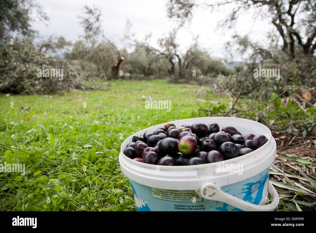 Olives in field during hi-res stock photography and images - Alamy