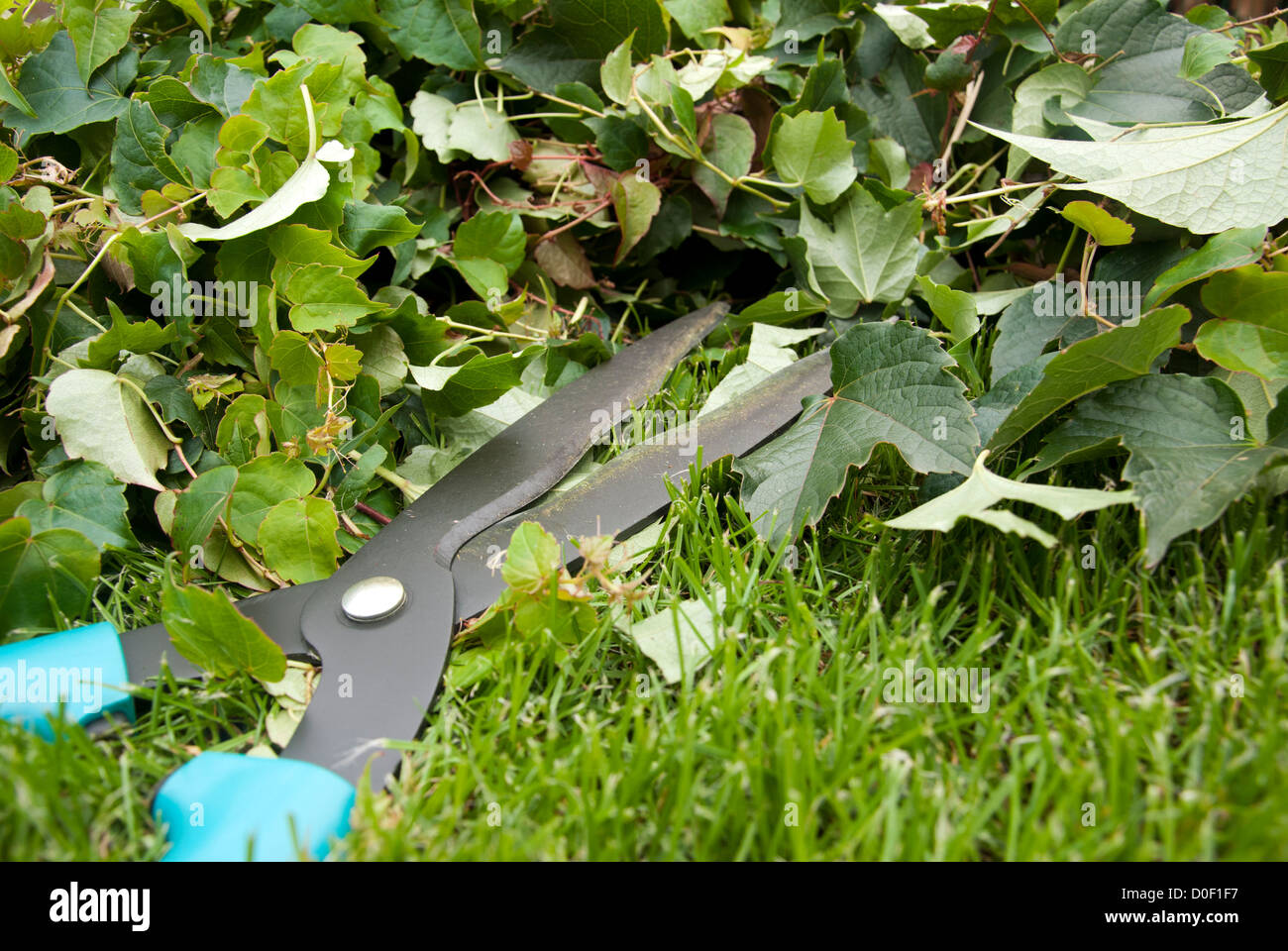 Cutting the ivy Stock Photo - Alamy