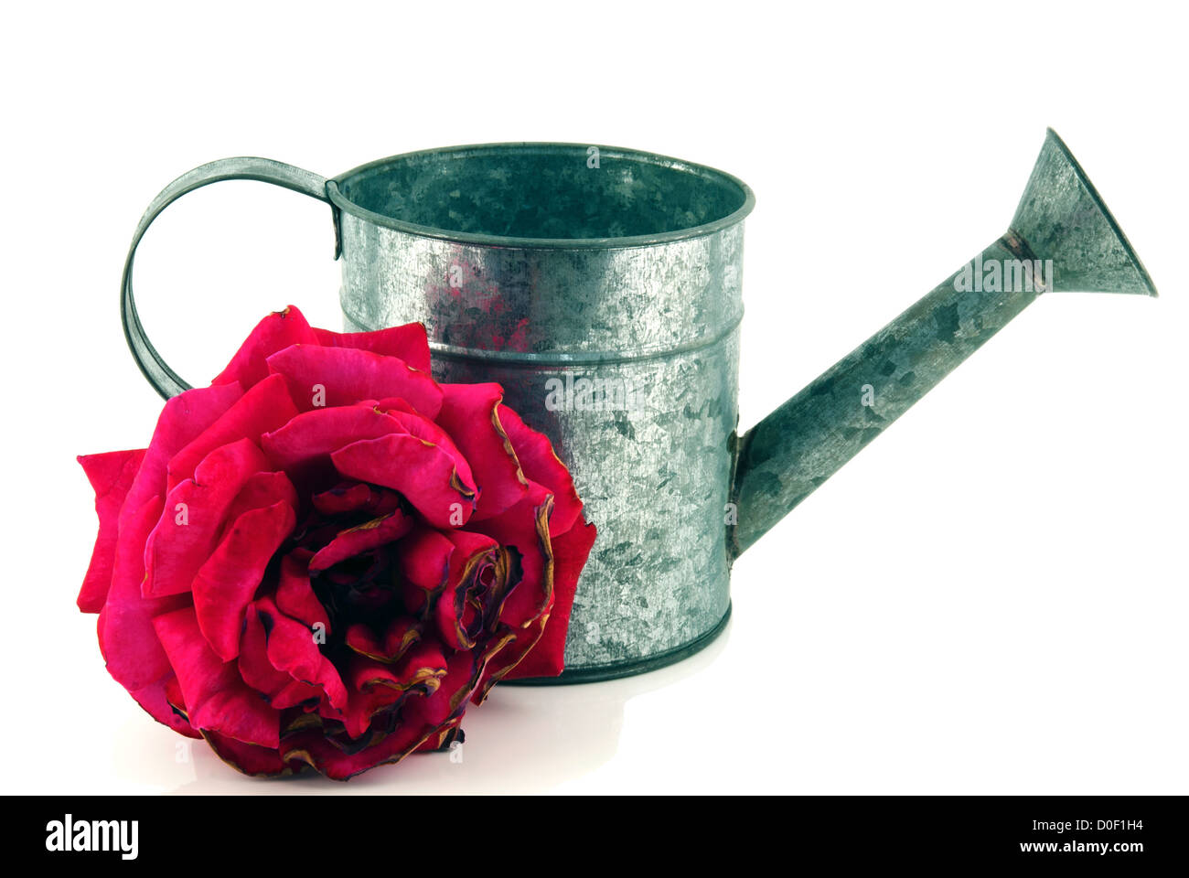Grey background of red roses Cut Out Stock Images & Pictures - Alamy