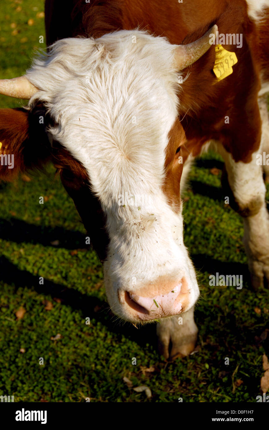 Cow with horn hi-res stock photography and images - Alamy