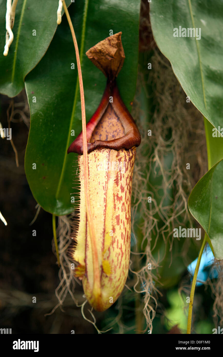 View of a carnivorous pitcher plant Stock Photo - Alamy