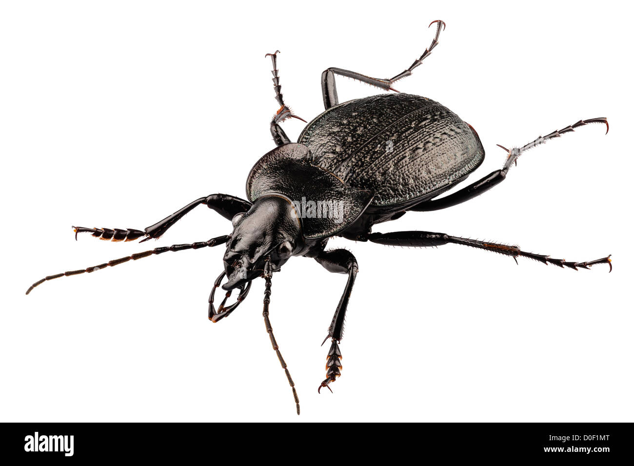 Carabus coriaceus hi-res stock photography and images - Alamy