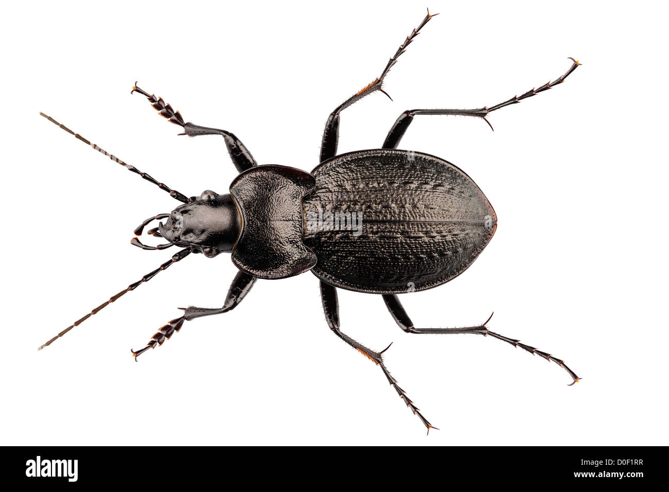Carabus Stock Photos & Carabus Stock Images - Alamy