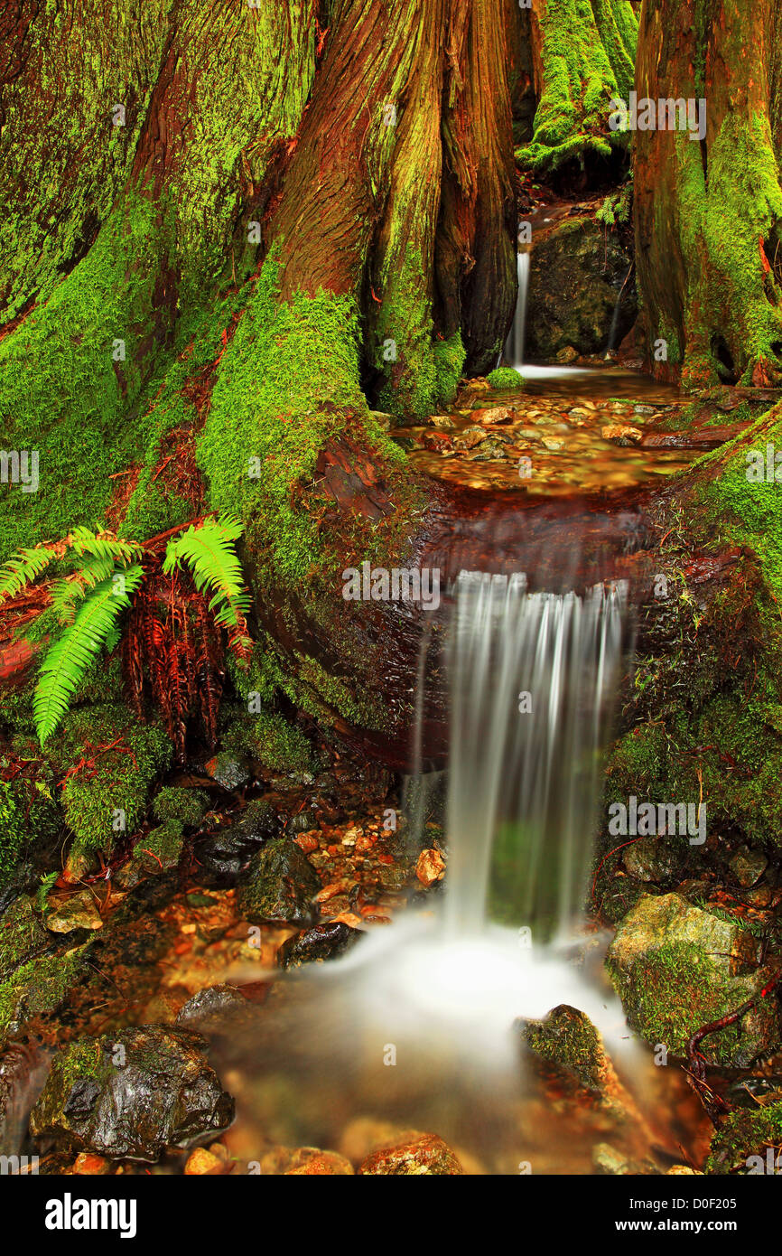 A waterfall runs through a giant cedar tree in Moran State Park, Orcas ...