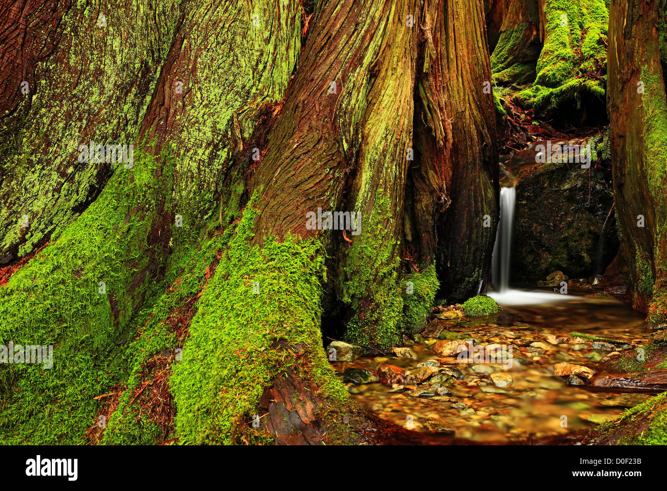 A waterfall runs through a giant cedar tree in Moran State Park, Orcas ...