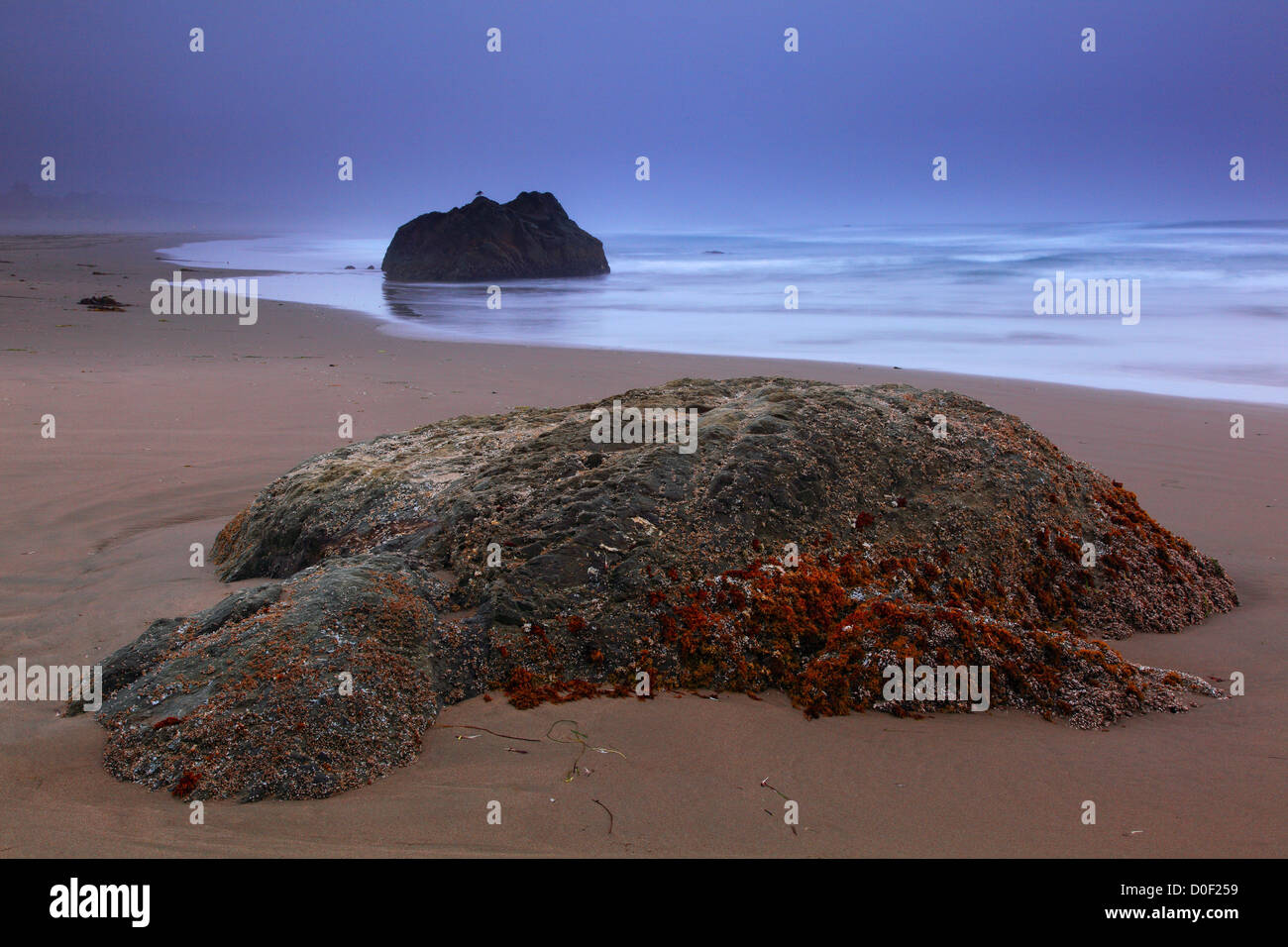 Turtle shaped rock on Face Rock Beach, Bandon, Oregon Stock Photo - Alamy