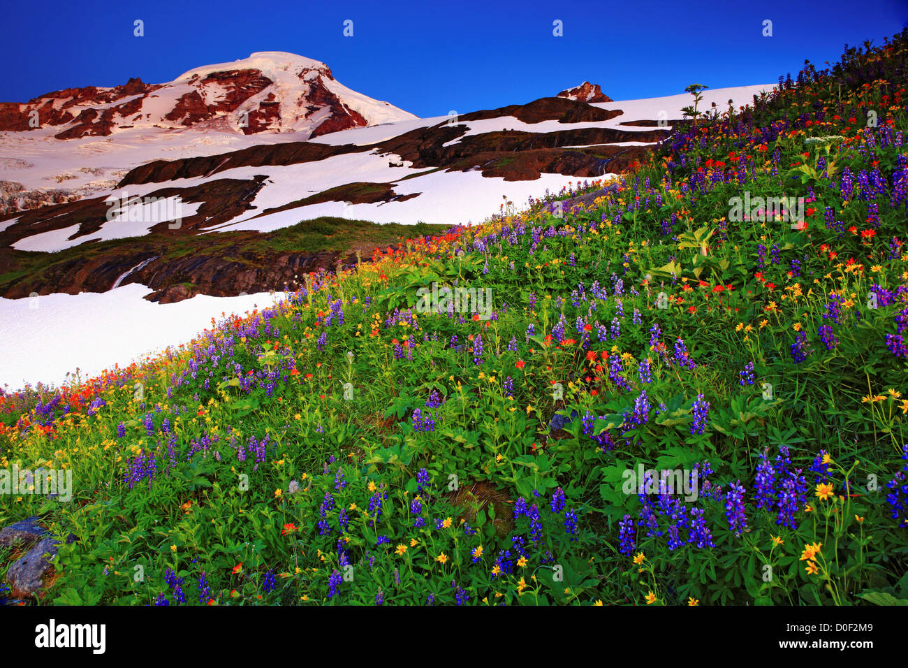 Alpenglow on wildflowers and Mount Baker from Hogsback Ridge in the ...