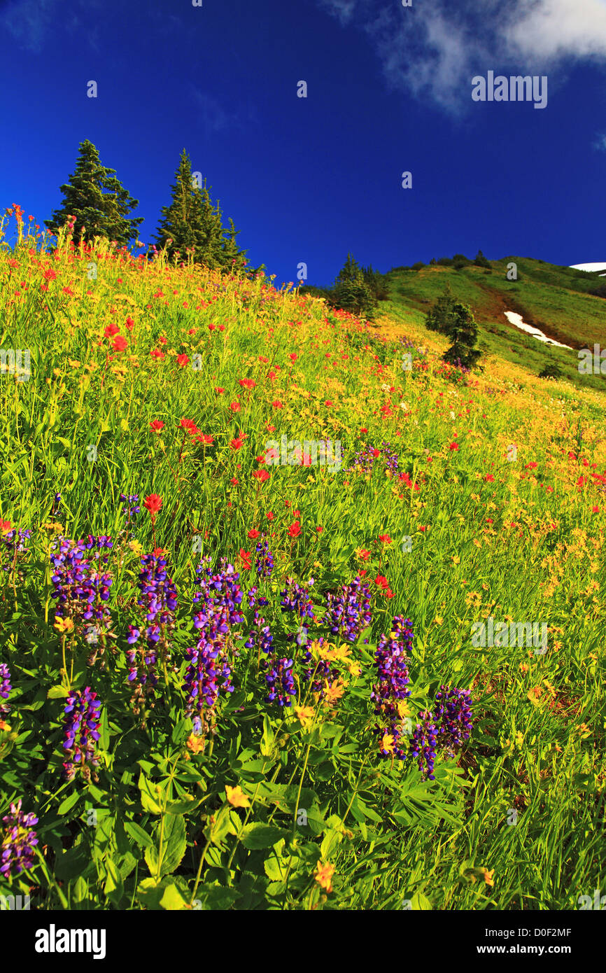 Wildflowers on Hogsback Ridge in the Mount Baker Wilderness, Washington ...