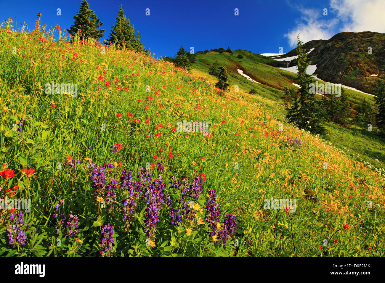 Wildflowers on Hogsback Ridge in the Mount Baker Wilderness, Washington ...