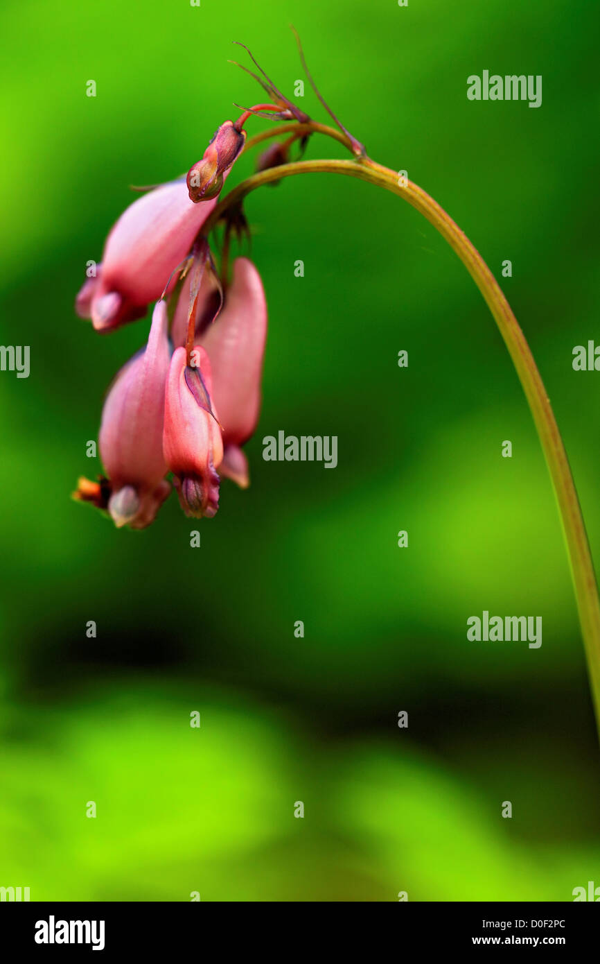 Bleeding Hearts Wildflowers in Silver Falls State Park, Oregon Stock ...